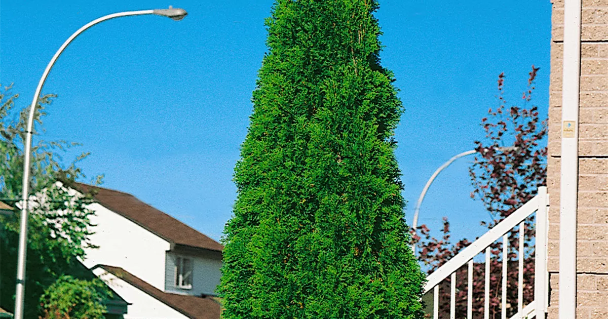 Thuja occidentalis 'Pyramidalis Compacta' - BAUHAUS E-Business GmbH ...