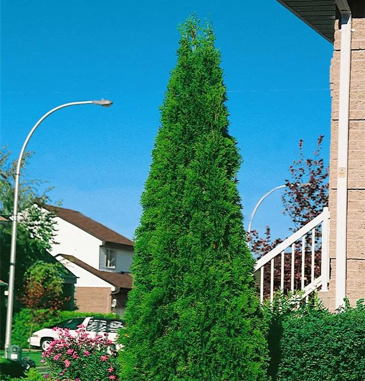Thuja occidentalis 'Pyramidalis Compacta' - BAUHAUS E-Business GmbH ...
