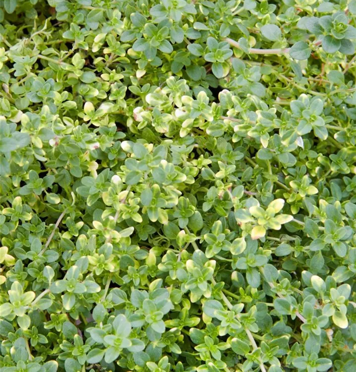 Thymus x citriodorus 'Doone Valley' - BAUHAUS E-Business GmbH & Co. KG