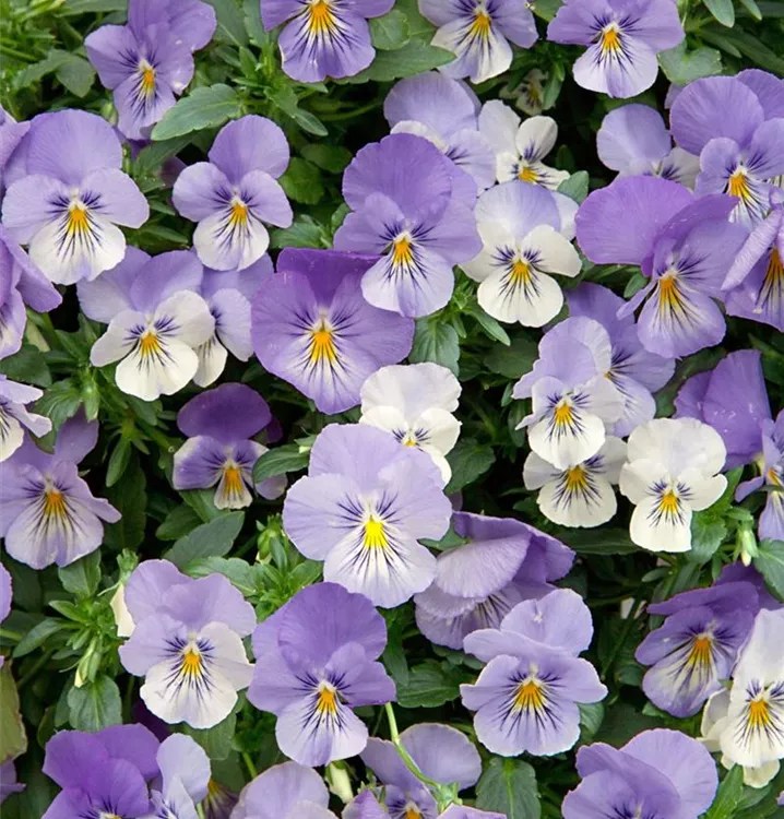 Viola x wittrockiana 'Cool Wave' - BAUHAUS E-Business GmbH & Co. KG