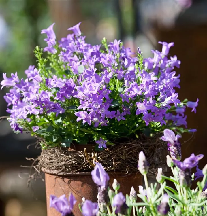 Dalmatiner Polster Glockenblume