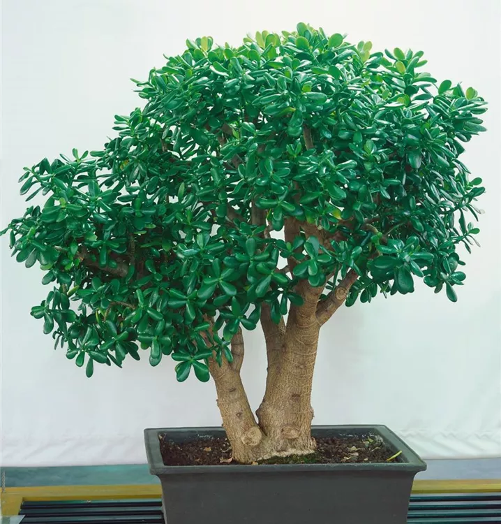 Crassula arborescens - BAUHAUS E-Business GmbH & Co. KG