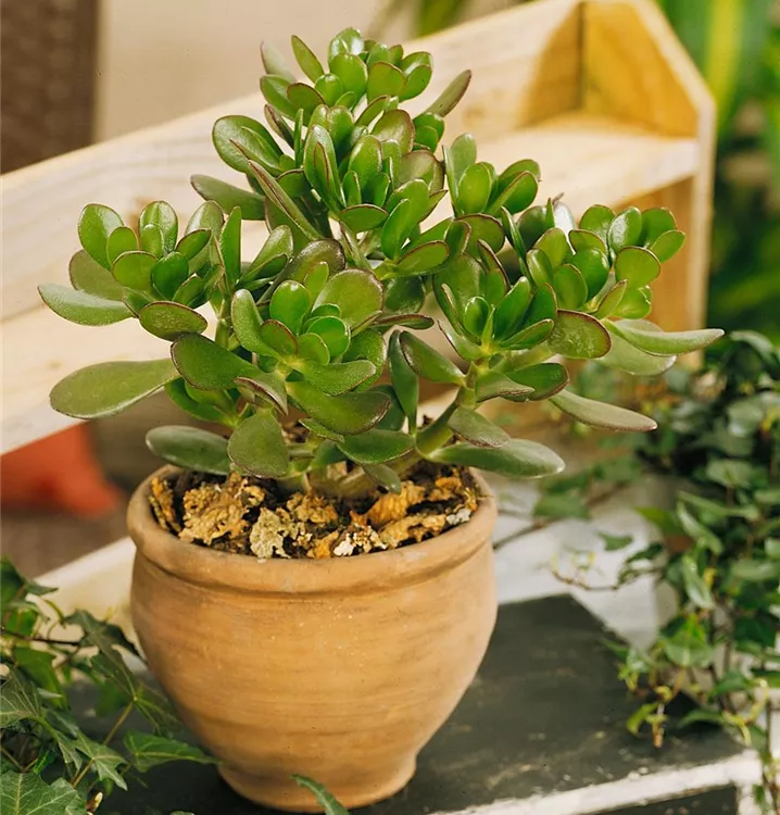Crassula ovata - BAUHAUS E-Business GmbH & Co. KG