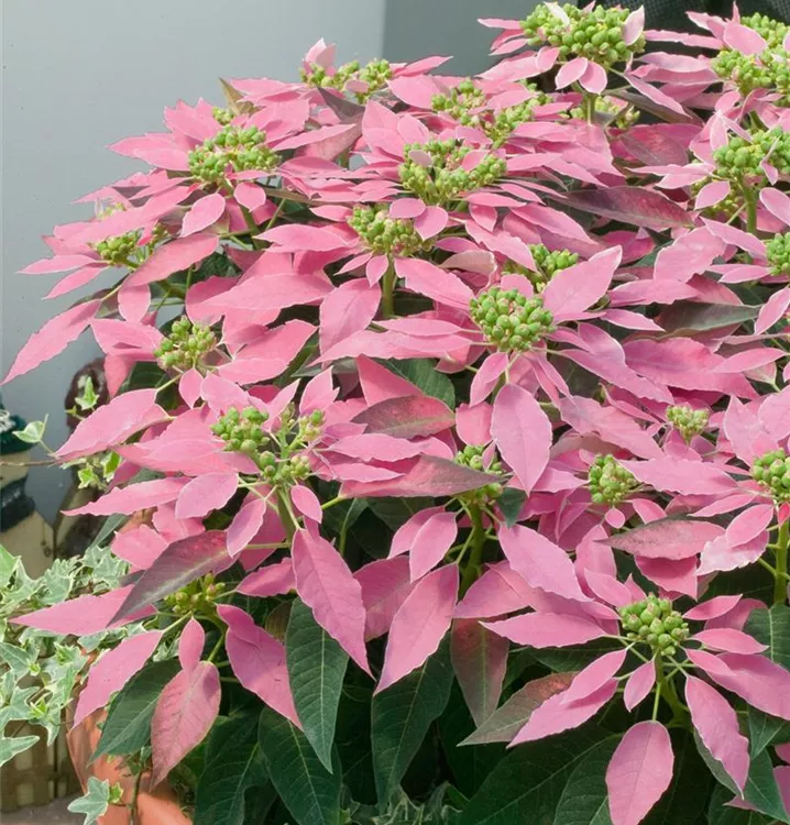 Euphorbia pulcherrima, rosa - BAUHAUS E-Business GmbH & Co. KG