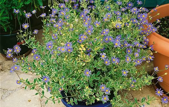 Felicia 'Felicitara amelloides' - BAUHAUS E-Business GmbH & Co. KG