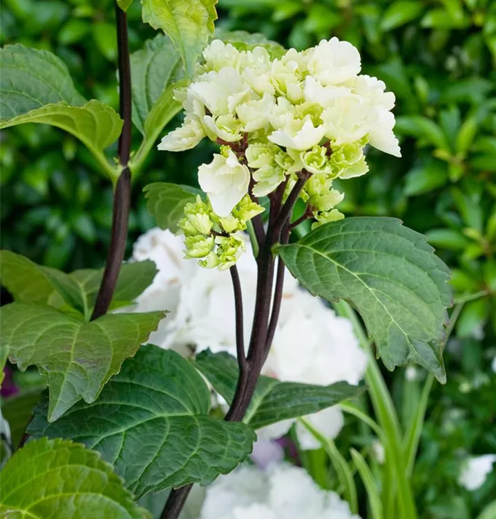 Hydrangea 'Black Steel'® - BAUHAUS E-Business GmbH & Co. KG