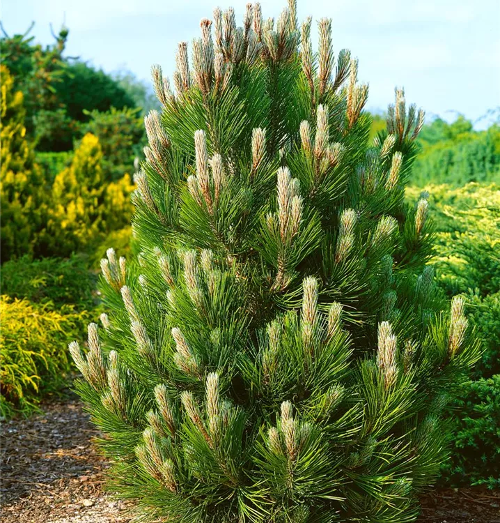 Pinus leucodermis 'Compact Gem' - BAUHAUS E-Business GmbH & Co. KG