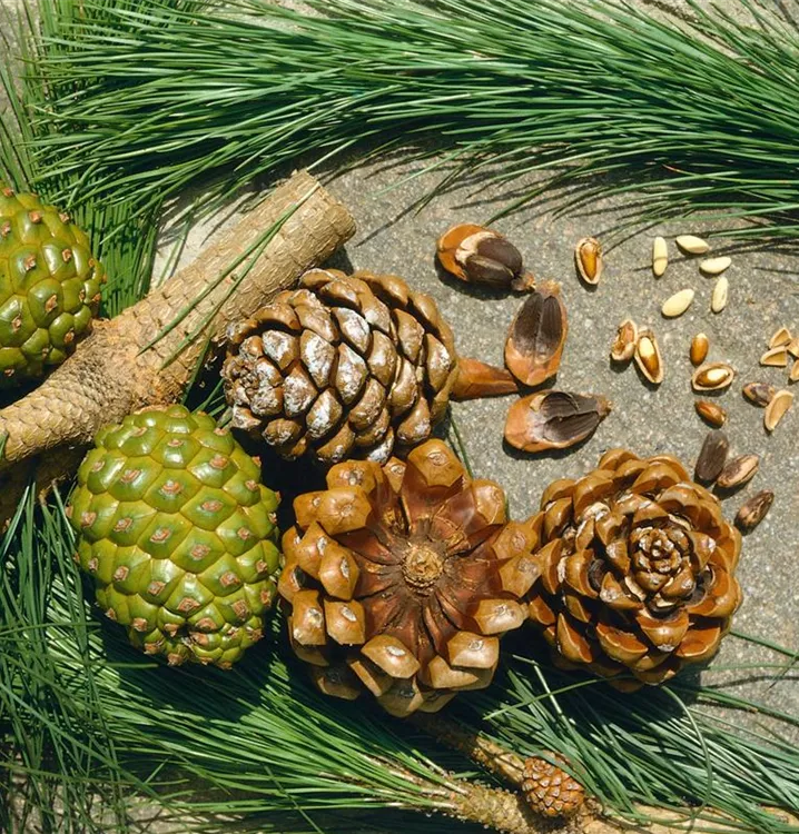 Pinus pinea - BAUHAUS E-Business GmbH & Co. KG