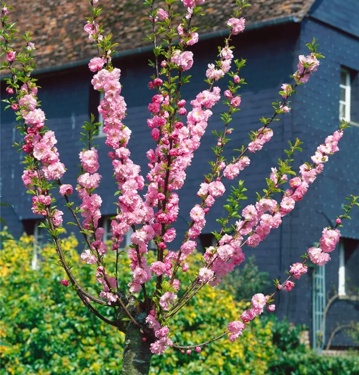 Prunus triloba, Stamm - BAUHAUS E-Business GmbH & Co. KG