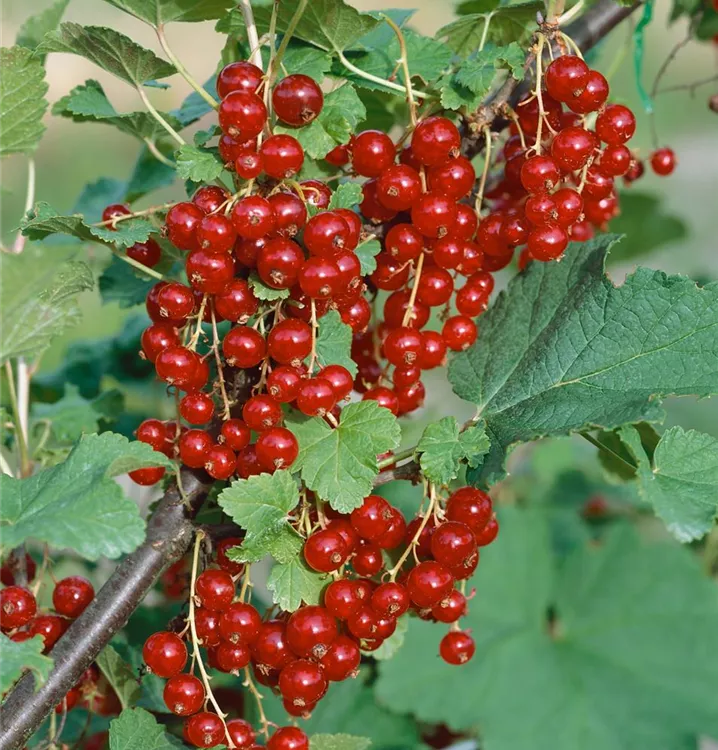 Ribes rubrum 'Jonkheer van Tets' - BAUHAUS E-Business GmbH & Co. KG