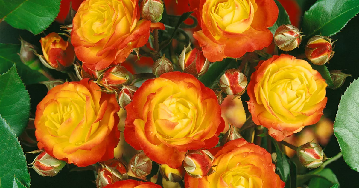 Rosa 'Rumba'® - BAUHAUS E-Business GmbH & Co. KG