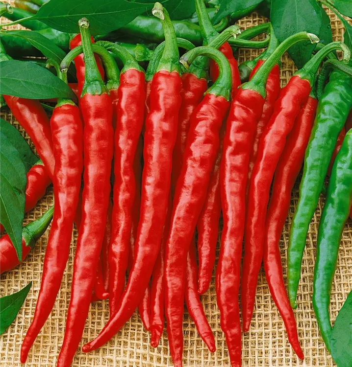 Capsicum annuum var. longum - BAUHAUS E-Business GmbH & Co. KG