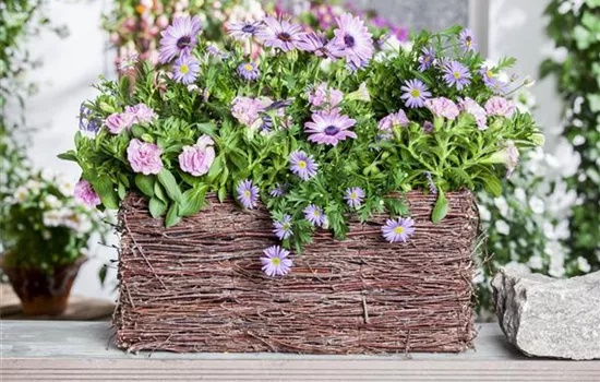 Felicia 'Felicitara amelloides' - BAUHAUS E-Business GmbH & Co. KG