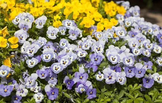 Felicia 'Felicitara amelloides' - BAUHAUS E-Business GmbH & Co. KG