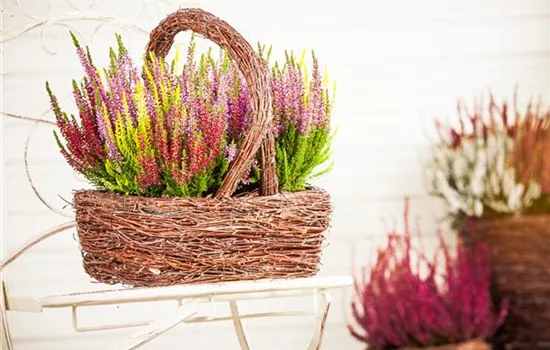 Felicia 'Felicitara amelloides' - BAUHAUS E-Business GmbH & Co. KG