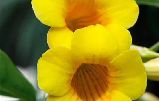 Felicia 'Felicitara amelloides' - BAUHAUS E-Business GmbH & Co. KG