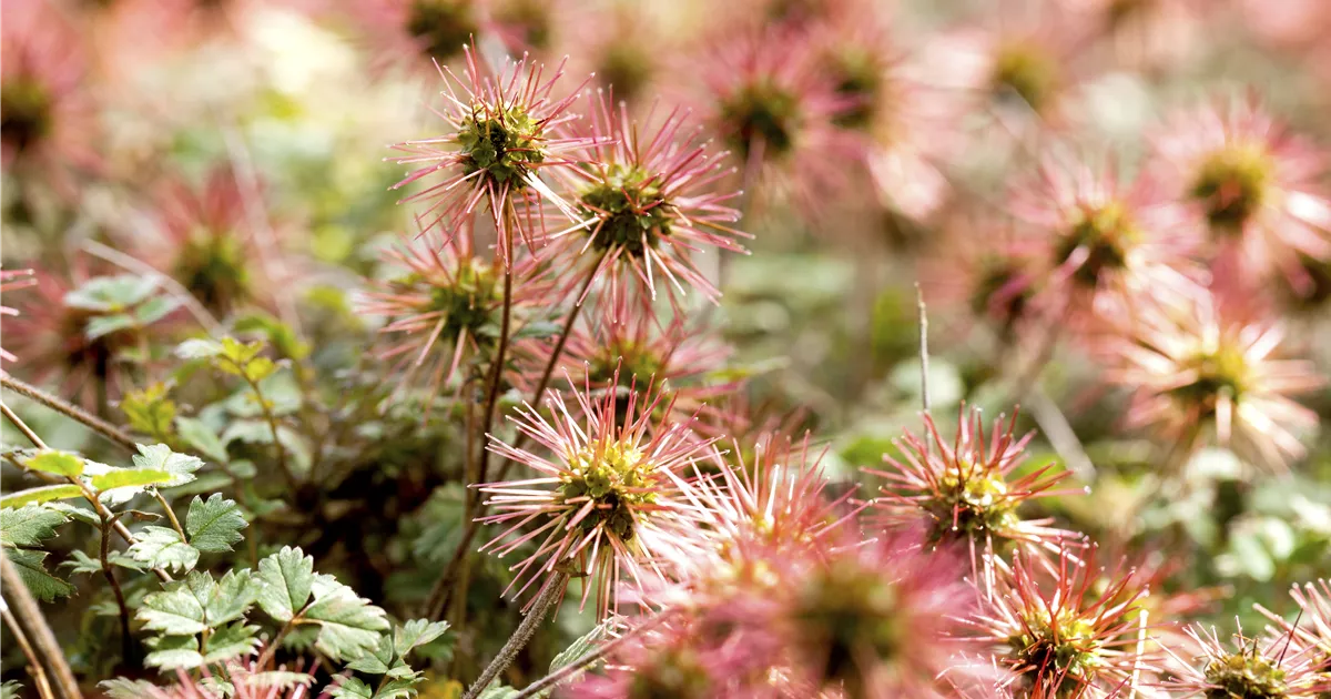 Acaena microphylla - BAUHAUS E-Business GmbH & Co. KG