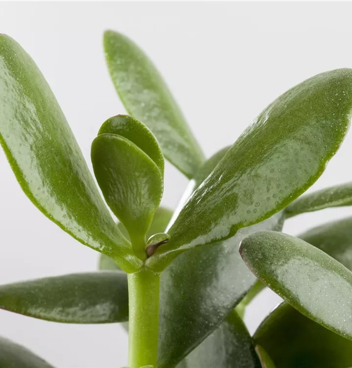 Crassula - BAUHAUS E-Business GmbH & Co. KG