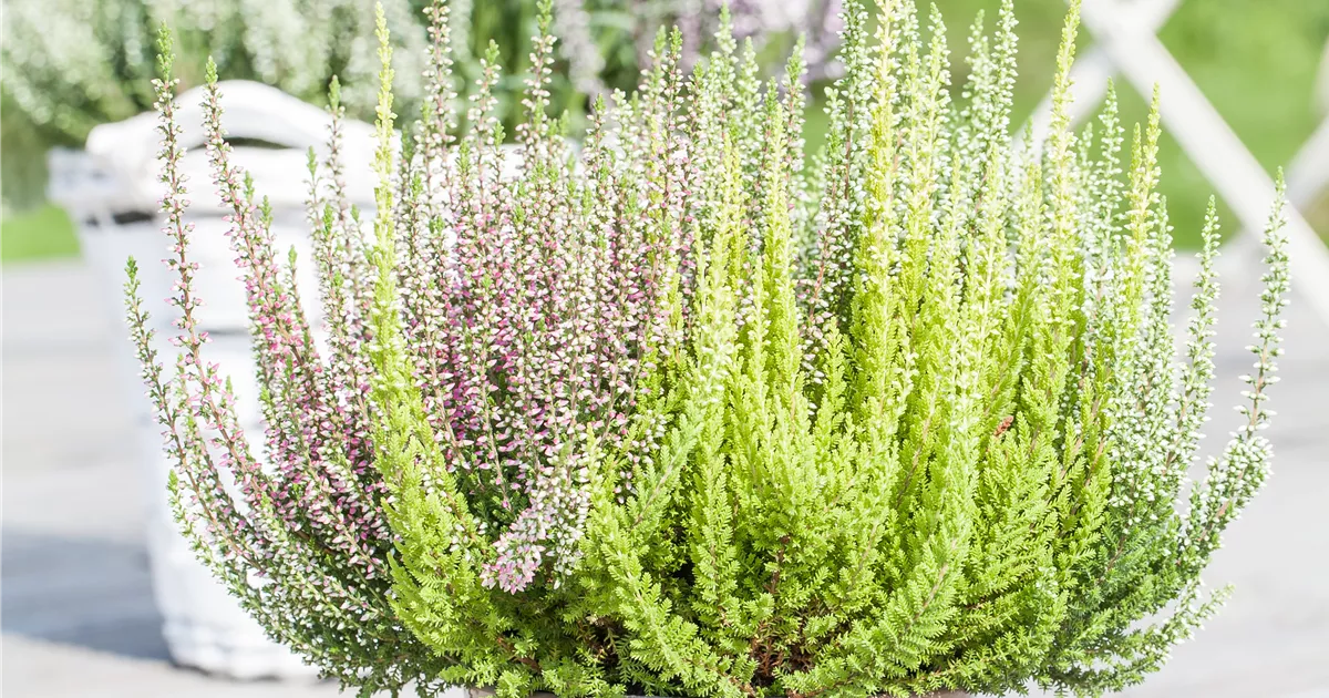 Calluna vulgaris 'Beauty Ladies Trios' - BAUHAUS E-Business GmbH & Co. KG