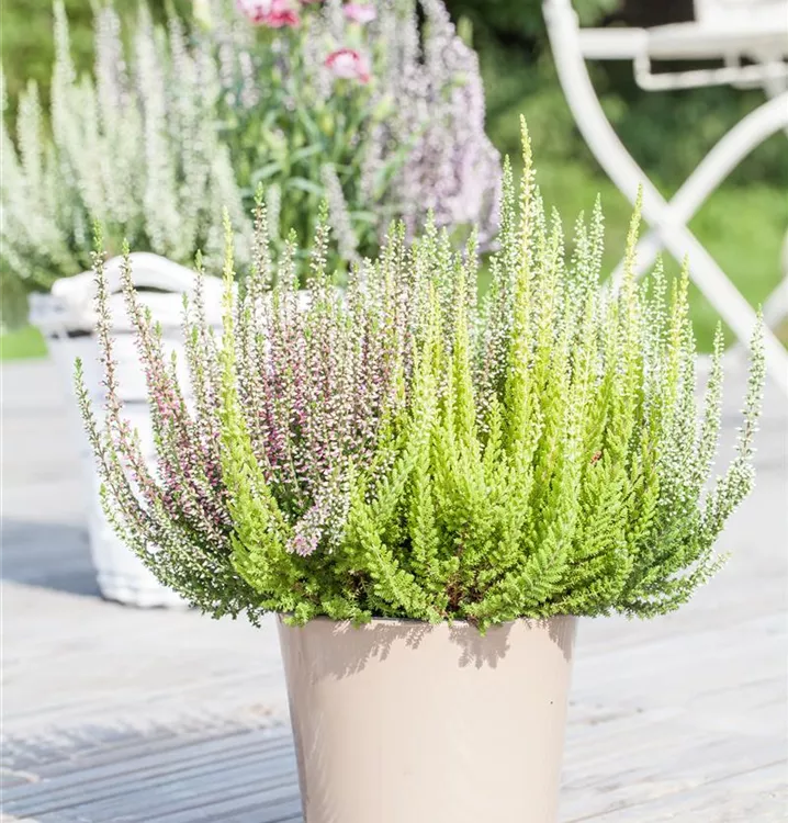 Calluna vulgaris 'Beauty Ladies Trios' - BAUHAUS E-Business GmbH & Co. KG