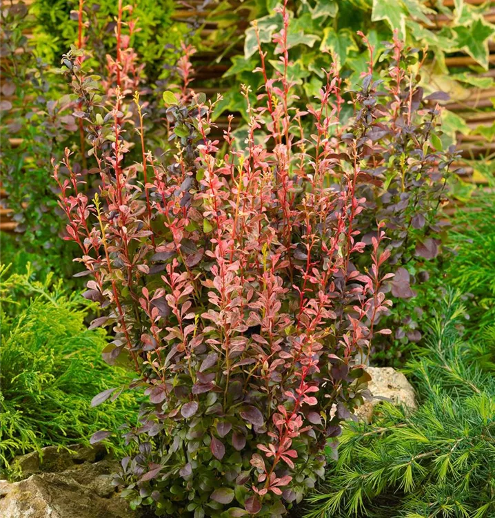 Berberis thunbergii 'Rosy Rocket' - BAUHAUS E-Business GmbH & Co. KG