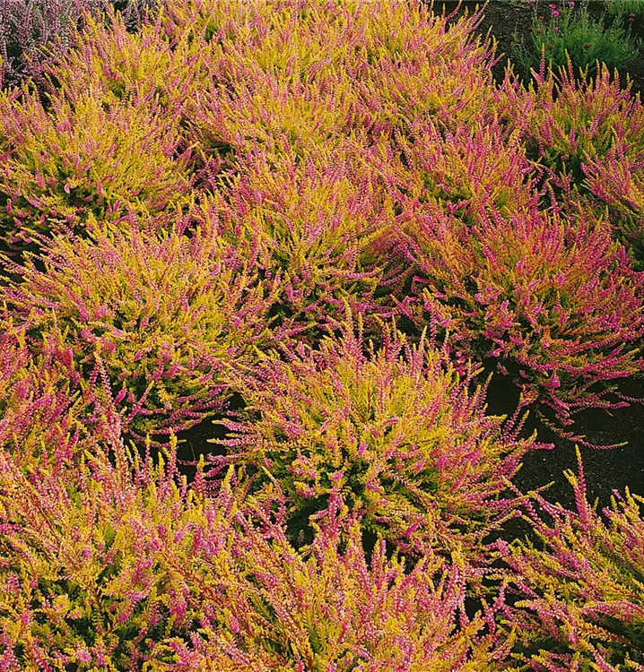 Calluna vulgaris 'Boskoop' - BAUHAUS E-Business GmbH & Co. KG
