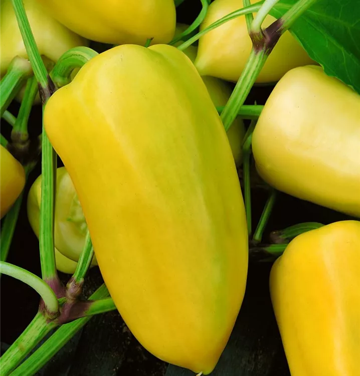 Capsicum annuum 'Feher' - BAUHAUS E-Business GmbH & Co. KG