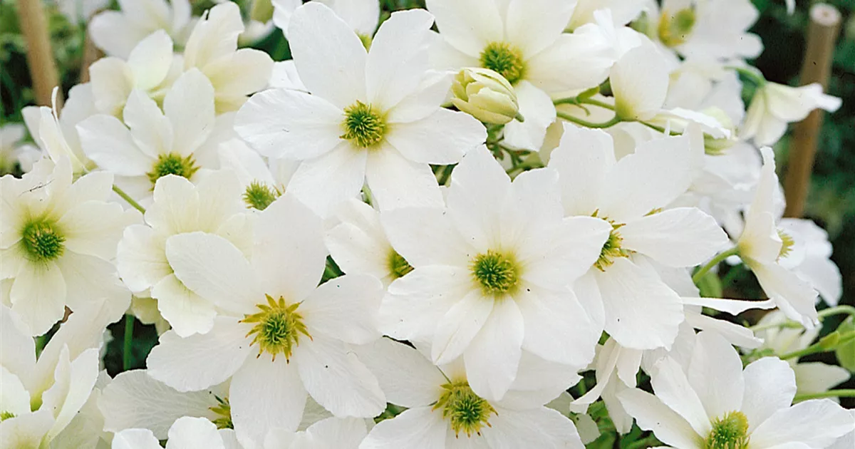 Clematis forsteri 'Early Sensation' - BAUHAUS E-Business GmbH & Co. KG
