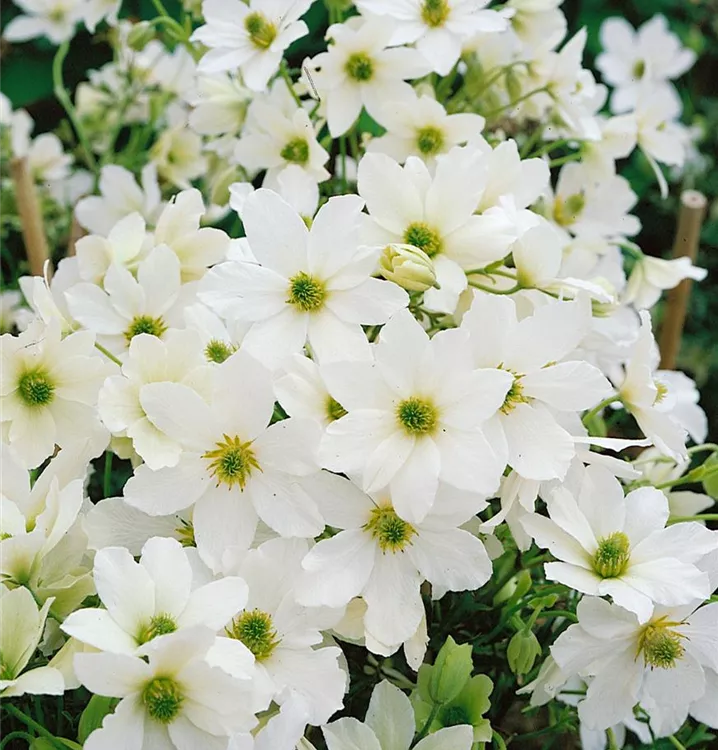 Clematis forsteri 'Early Sensation' - BAUHAUS E-Business GmbH & Co. KG