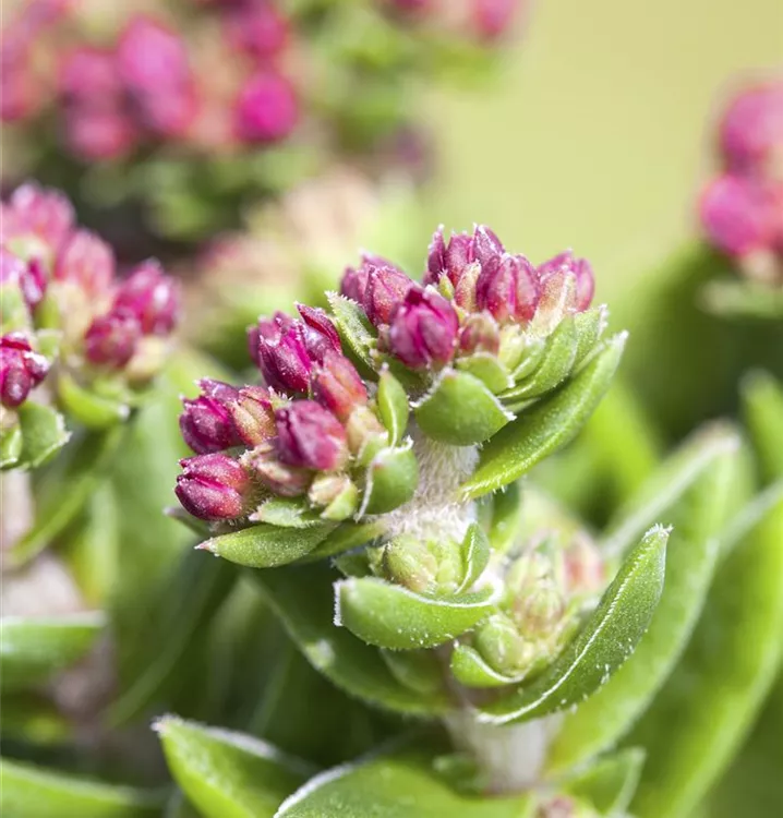 Crassula schmidtii - BAUHAUS E-Business GmbH & Co. KG