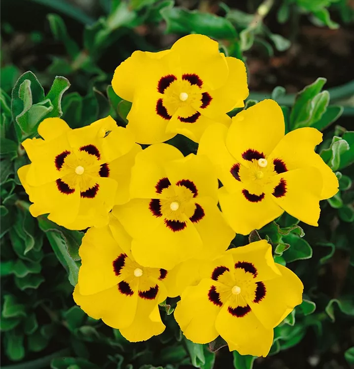 Halimium umbellatum - BAUHAUS E-Business GmbH & Co. KG