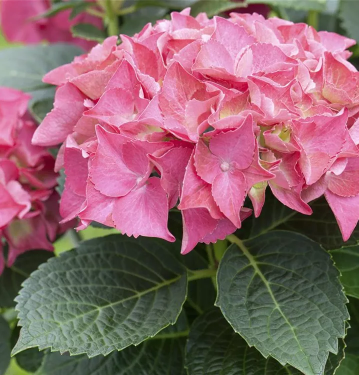 Hydrangea 'Everbloom' - BAUHAUS E-Business GmbH & Co. KG