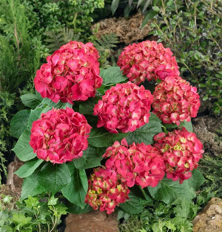 Hydrangea macrophylla 'Selma' - BAUHAUS E-Business GmbH & Co. KG