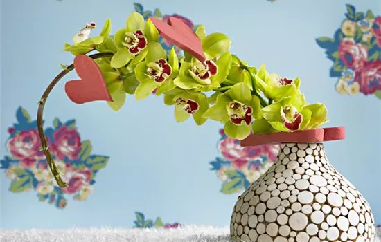 Felicia 'Felicitara amelloides' - BAUHAUS E-Business GmbH & Co. KG
