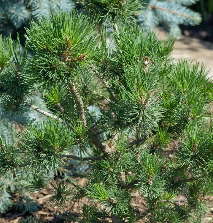 Pinus contorta 'Spaan´s Dwarf' - BAUHAUS E-Business GmbH & Co. KG