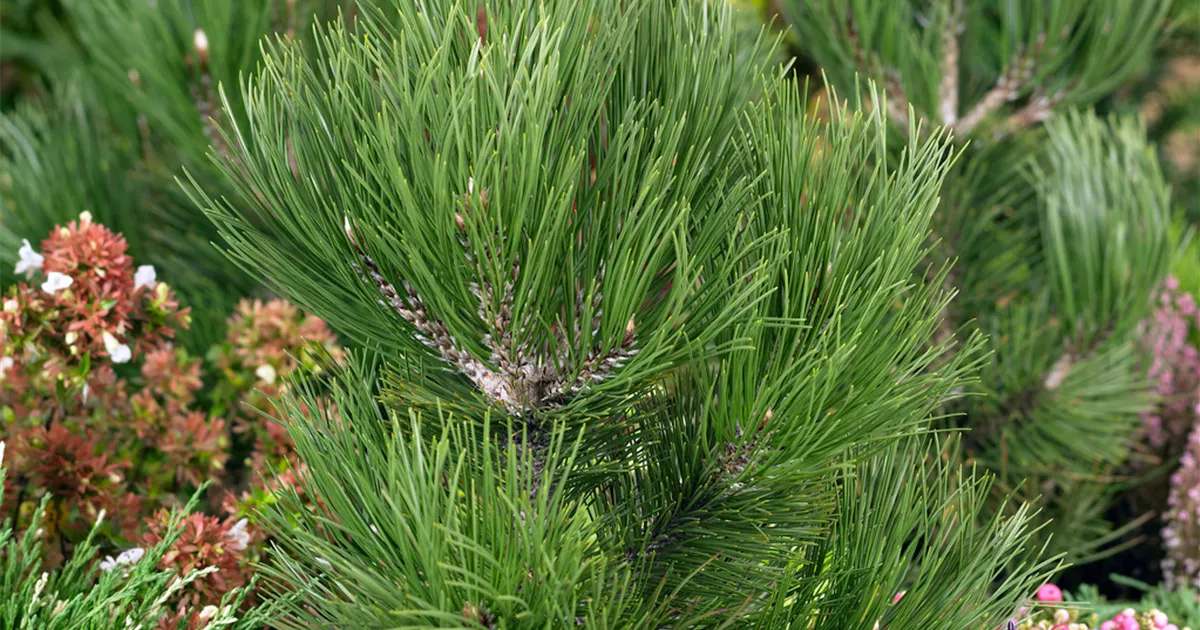 Pinus heldreichii 'Malinki' - BAUHAUS E-Business GmbH & Co. KG