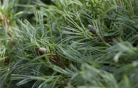 Pinus strobus 'Nana Compacta' - BAUHAUS E-Business GmbH & Co. KG