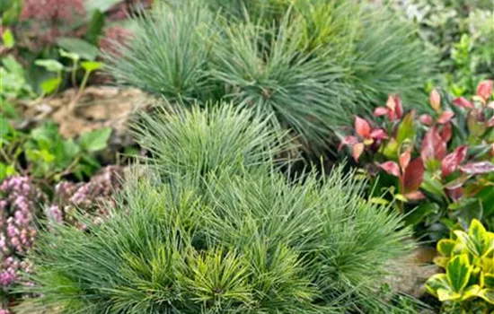Pinus strobus 'Nana Compacta' - BAUHAUS E-Business GmbH & Co. KG