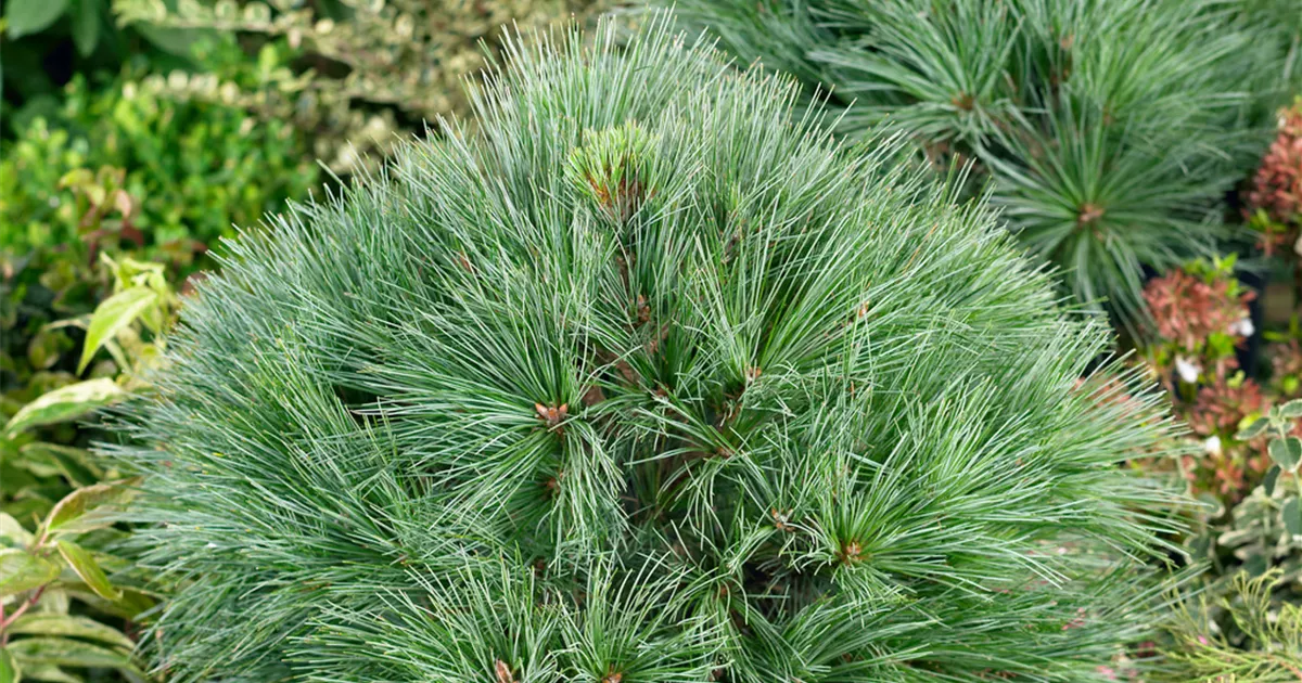 Pinus strobus 'Nana Compacta' - BAUHAUS E-Business GmbH & Co. KG