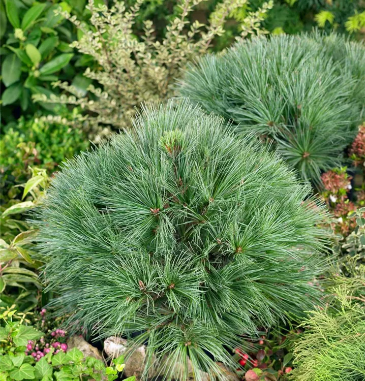 Pinus strobus 'Nana Compacta' - BAUHAUS E-Business GmbH & Co. KG
