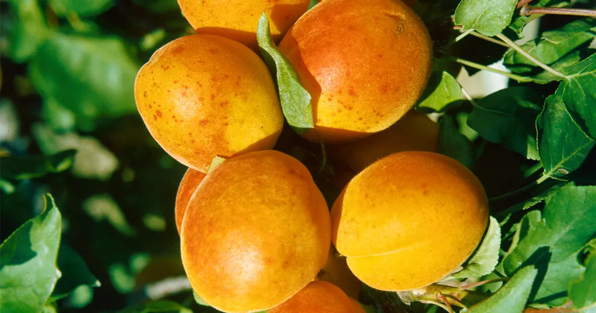 Prunus armeniaca 'Compacta Super Compact'® - BAUHAUS E-Business GmbH ...