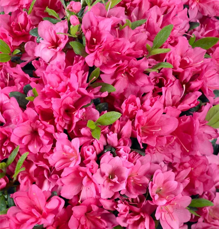 Rhododendron obtusum, Stamm - BAUHAUS E-Business GmbH & Co. KG