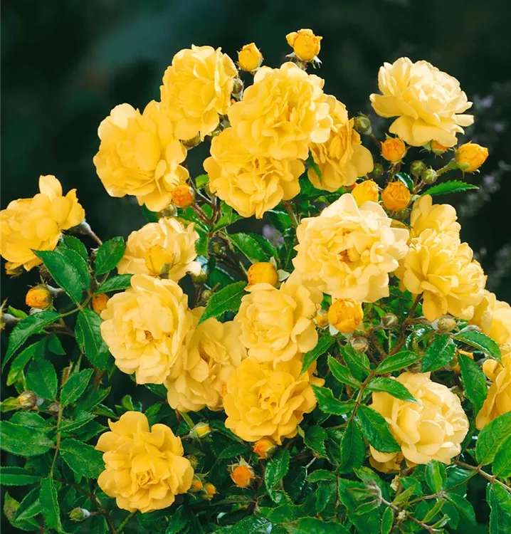 Rosa 'Climbing Chinatown' - BAUHAUS E-Business GmbH & Co. KG