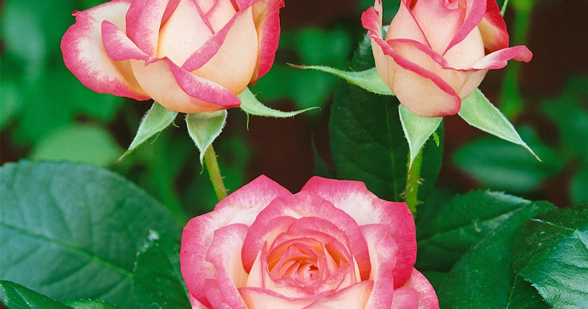 Rosa 'La Minuette' - BAUHAUS E-Business GmbH & Co. KG