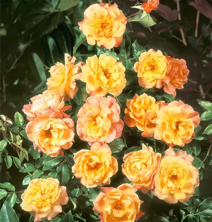 Rosa 'Moonlight'® - BAUHAUS E-Business GmbH & Co. KG