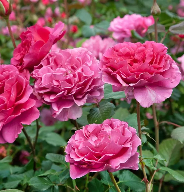 Rosa 'Princess Alexandra Renaissance' - BAUHAUS E-Business GmbH & Co. KG