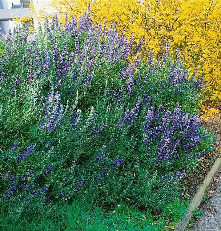 Blue Winter Rosmarin