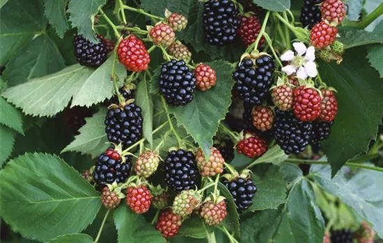 Rubus x neglectus - BAUHAUS E-Business GmbH & Co. KG