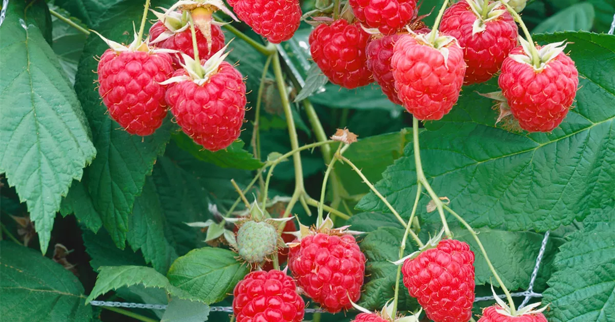 Rubus idaeus 'Polka'® - BAUHAUS E-Business GmbH & Co. KG